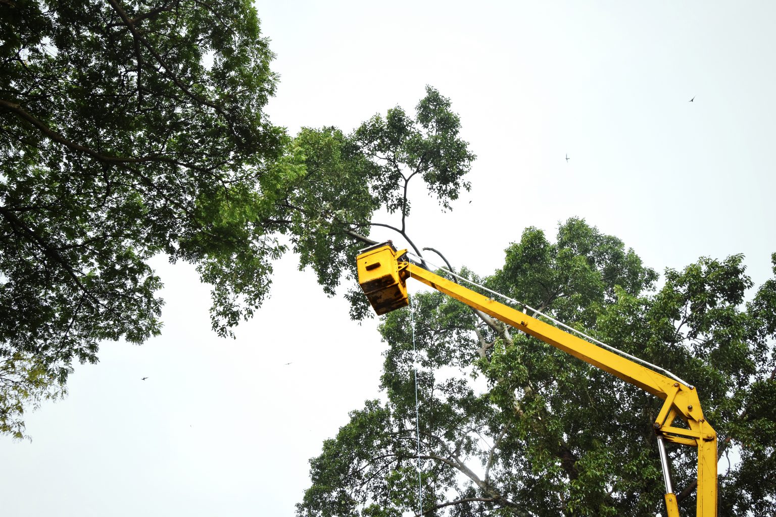Tree Removal | Lazer Scapes